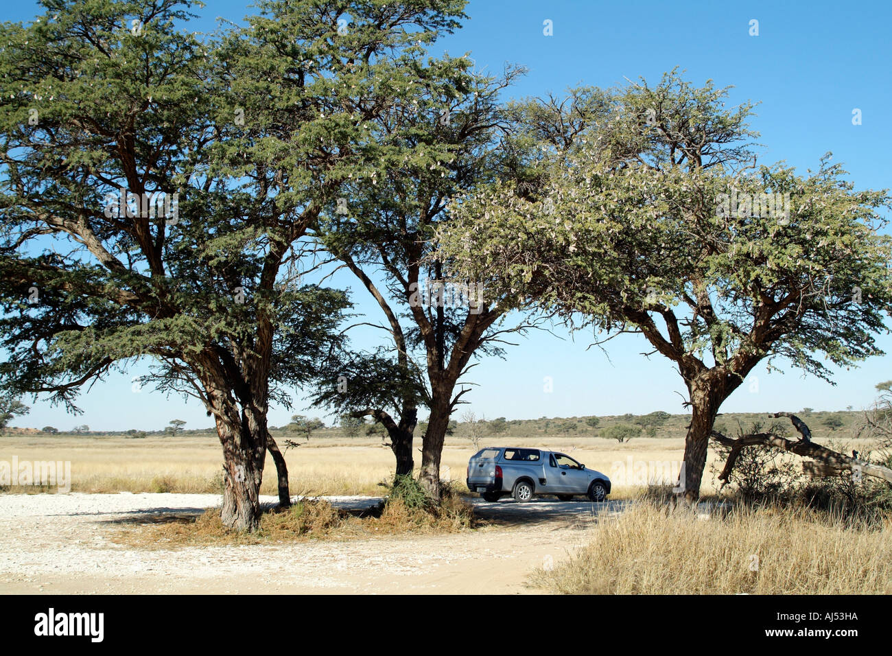 Camelthorn tree. Acacia erioloba. In the Kalahari Transfrontier Park ...