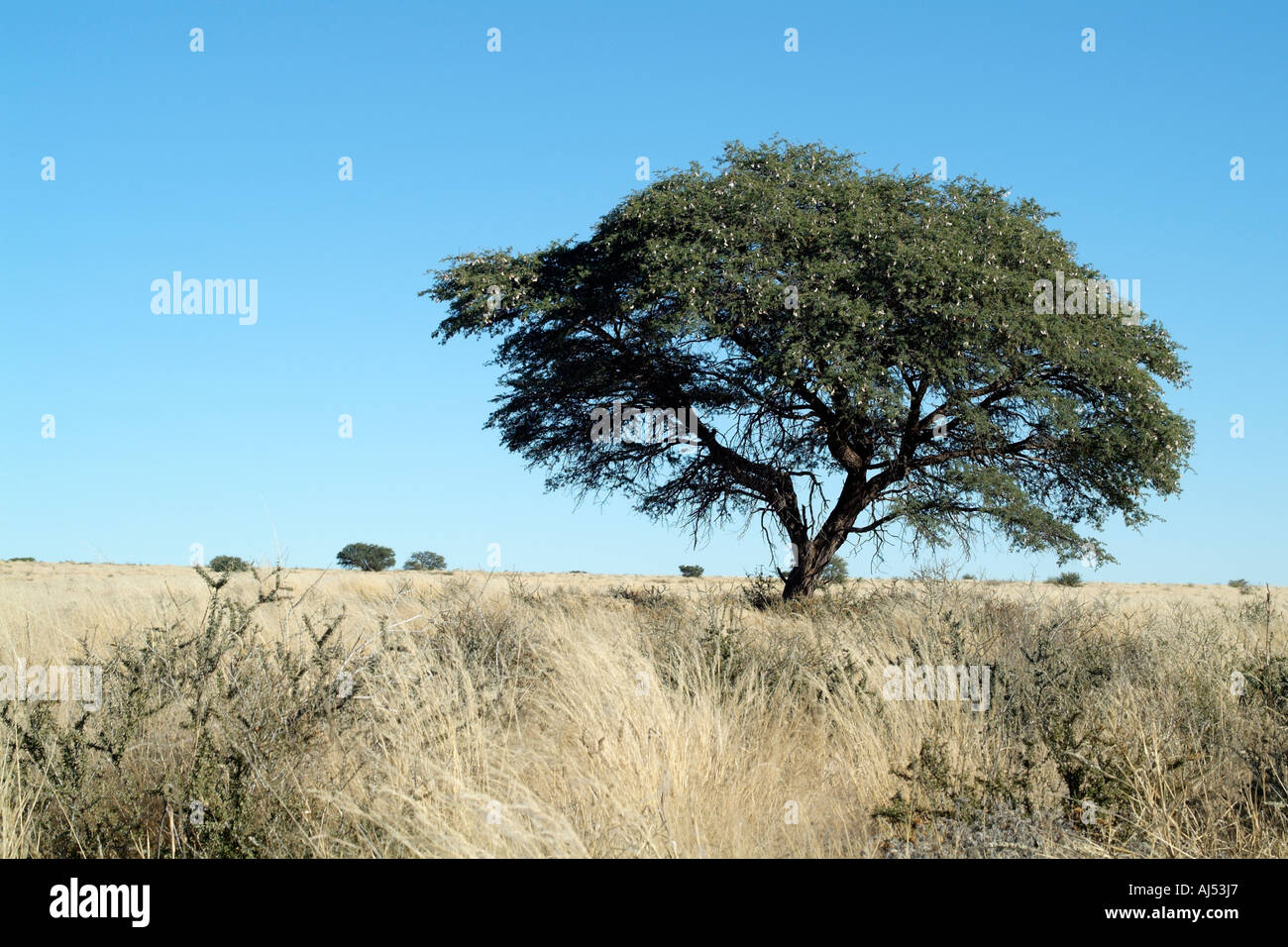 Camelthorn tree. Acacia erioloba. In the Kalahari Transfrontier Park ...