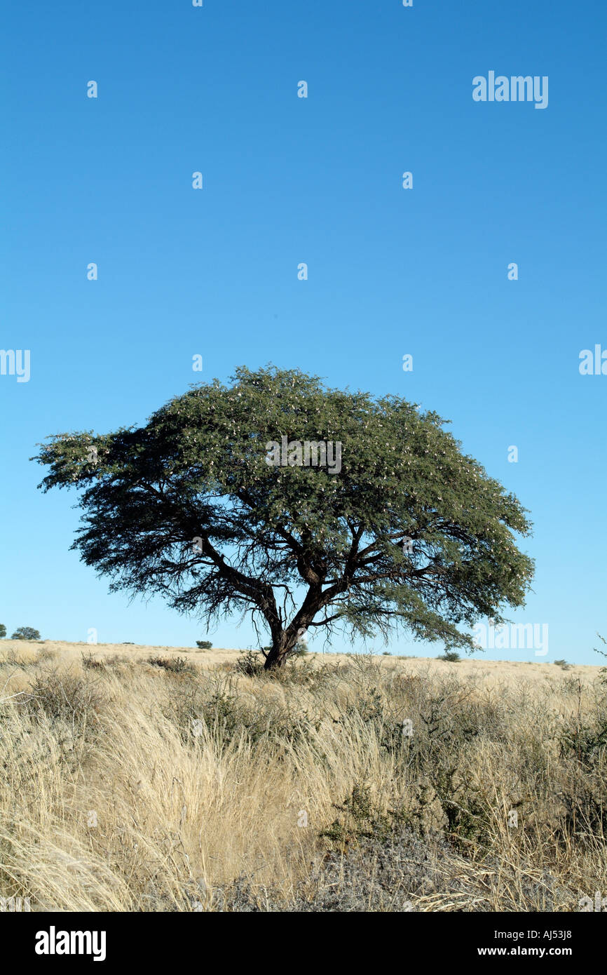 Camelthorn tree. Acacia erioloba. In the Kalahari Transfrontier Park ...
