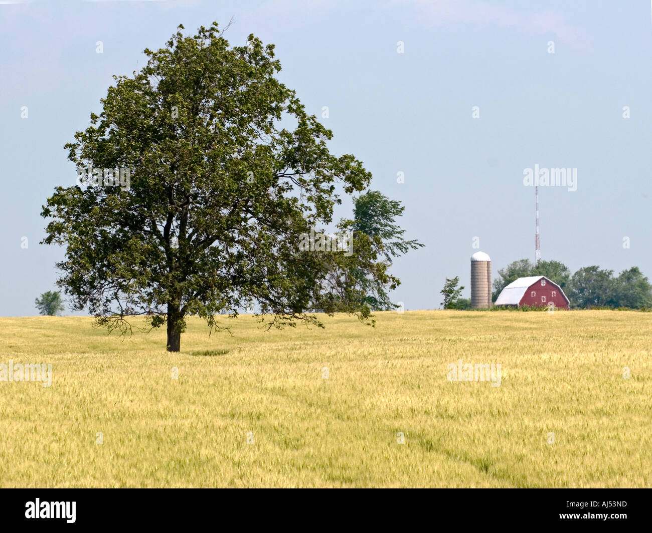 Lone tree in field on hi-res stock photography and images - Alamy