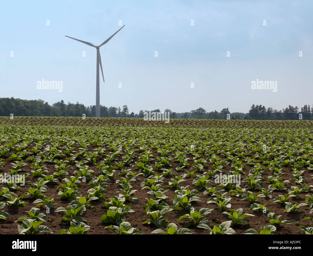 Windmills in a farmer's field Stock Photo - Alamy