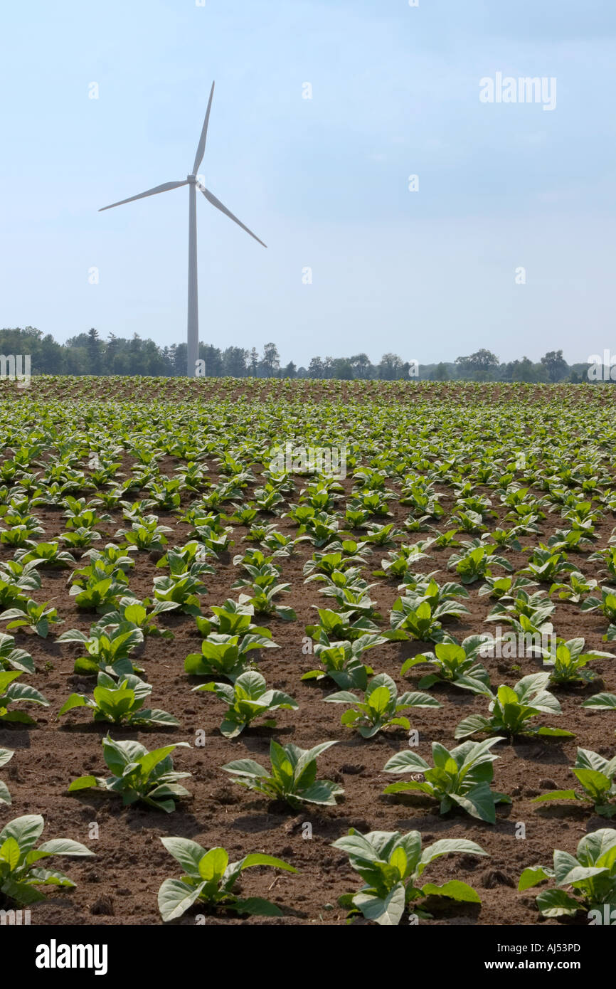 Windmills in a farmer's field Stock Photo - Alamy