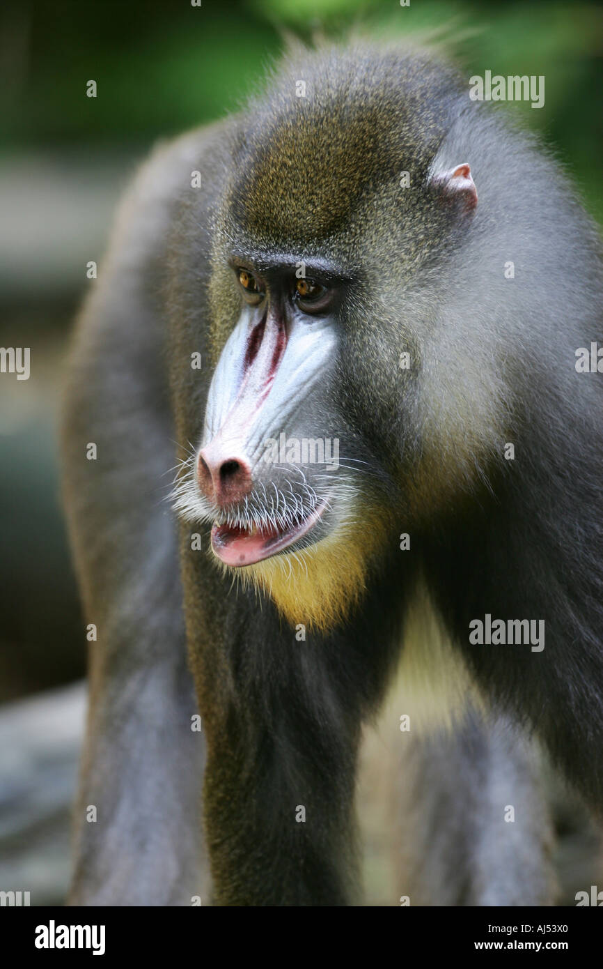 Walking mandrill hi-res stock photography and images - Alamy