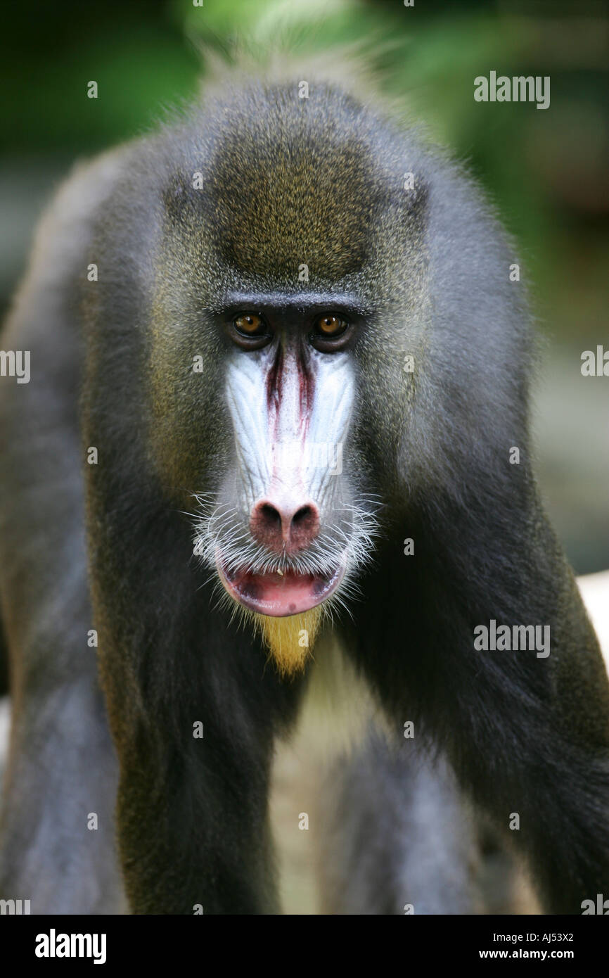Walking mandrill hi-res stock photography and images - Alamy