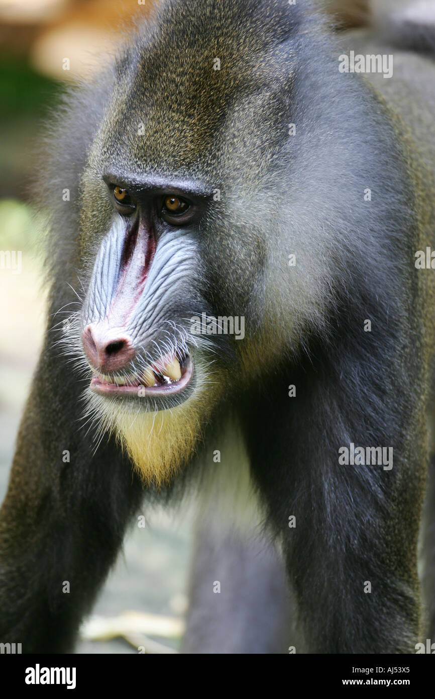 Mandrill teeth hi-res stock photography and images - Alamy