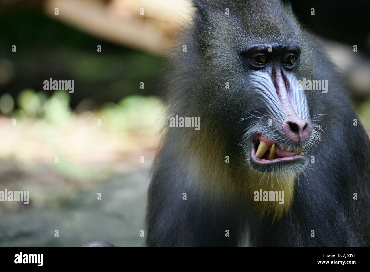 Mandrill teeth hi-res stock photography and images - Alamy