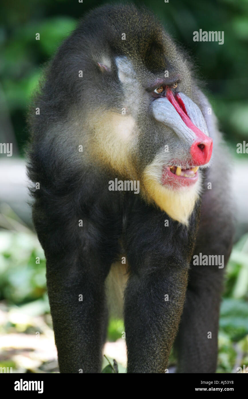 Walking mandrill hi-res stock photography and images - Alamy