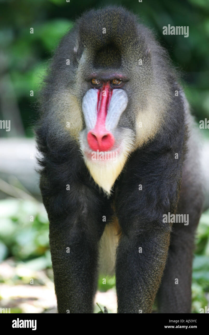 Walking mandrill hi-res stock photography and images - Alamy