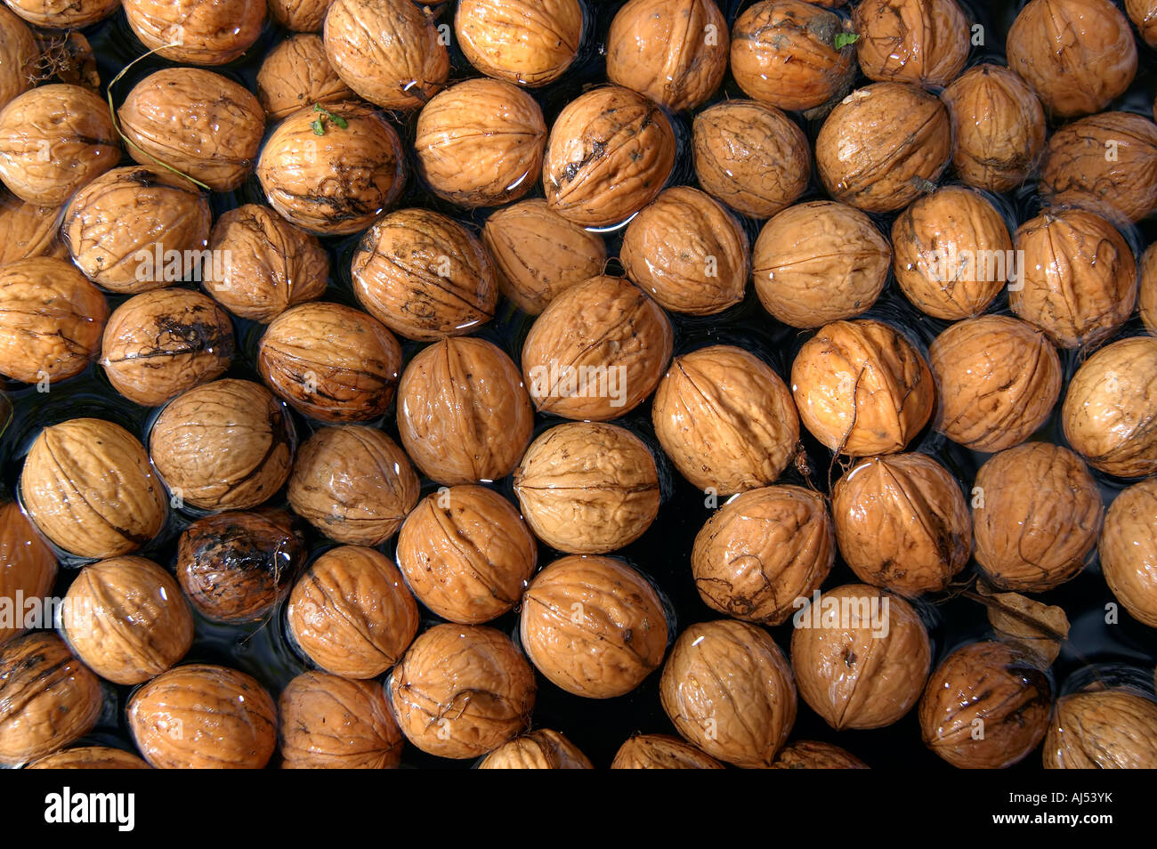 nuts on the water Stock Photo - Alamy