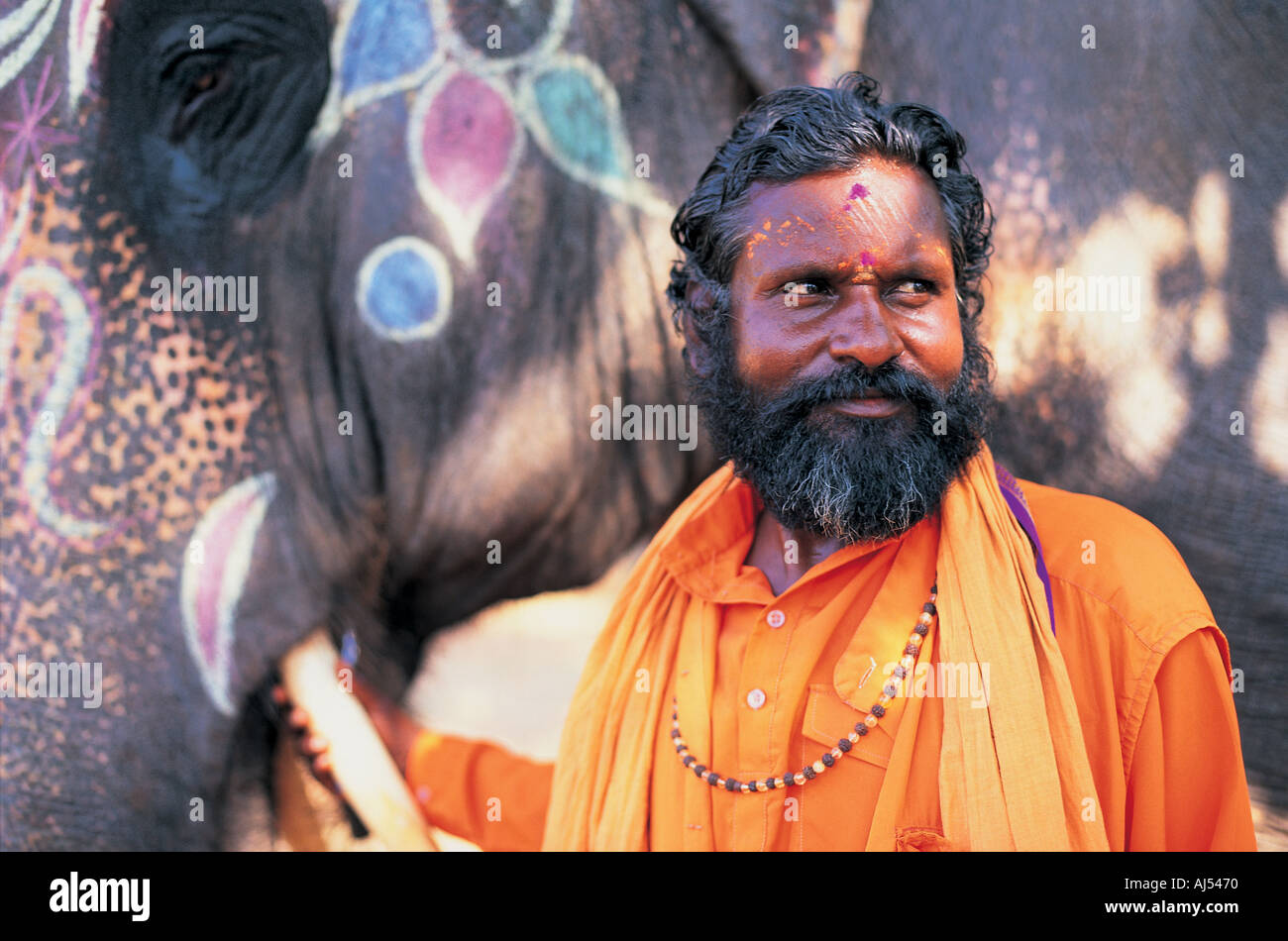 Elephant Goa India Stock Photo - Alamy