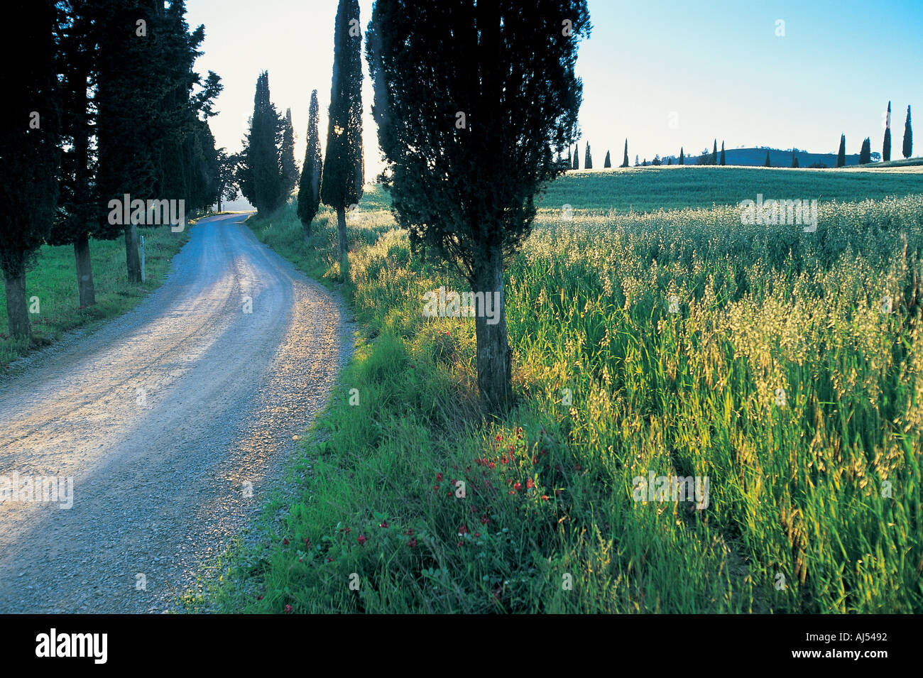 Poplar lined road hi-res stock photography and images - Alamy