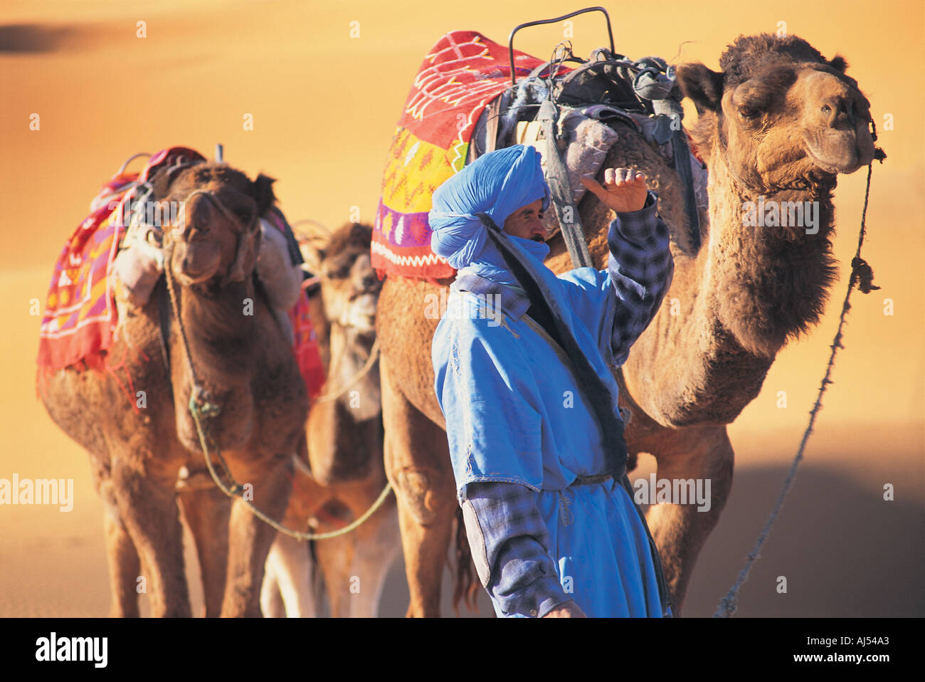 Native animals of morocco hi-res stock photography and images - Alamy