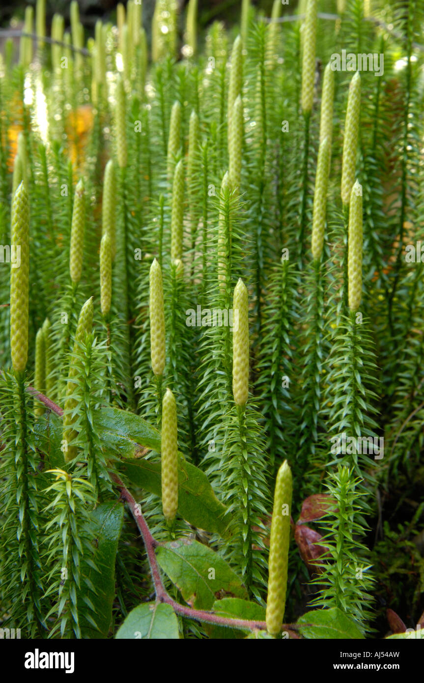 Mosses, Boundary Waters Canoe Area Wilderness, Superior National Forest ...