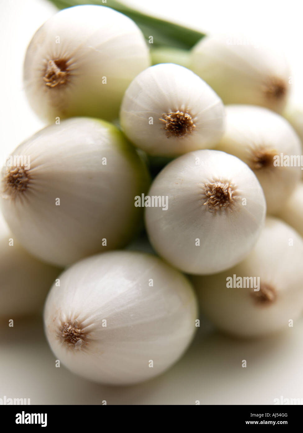 A bunch of continental spring onions on a white background Stock Photo ...