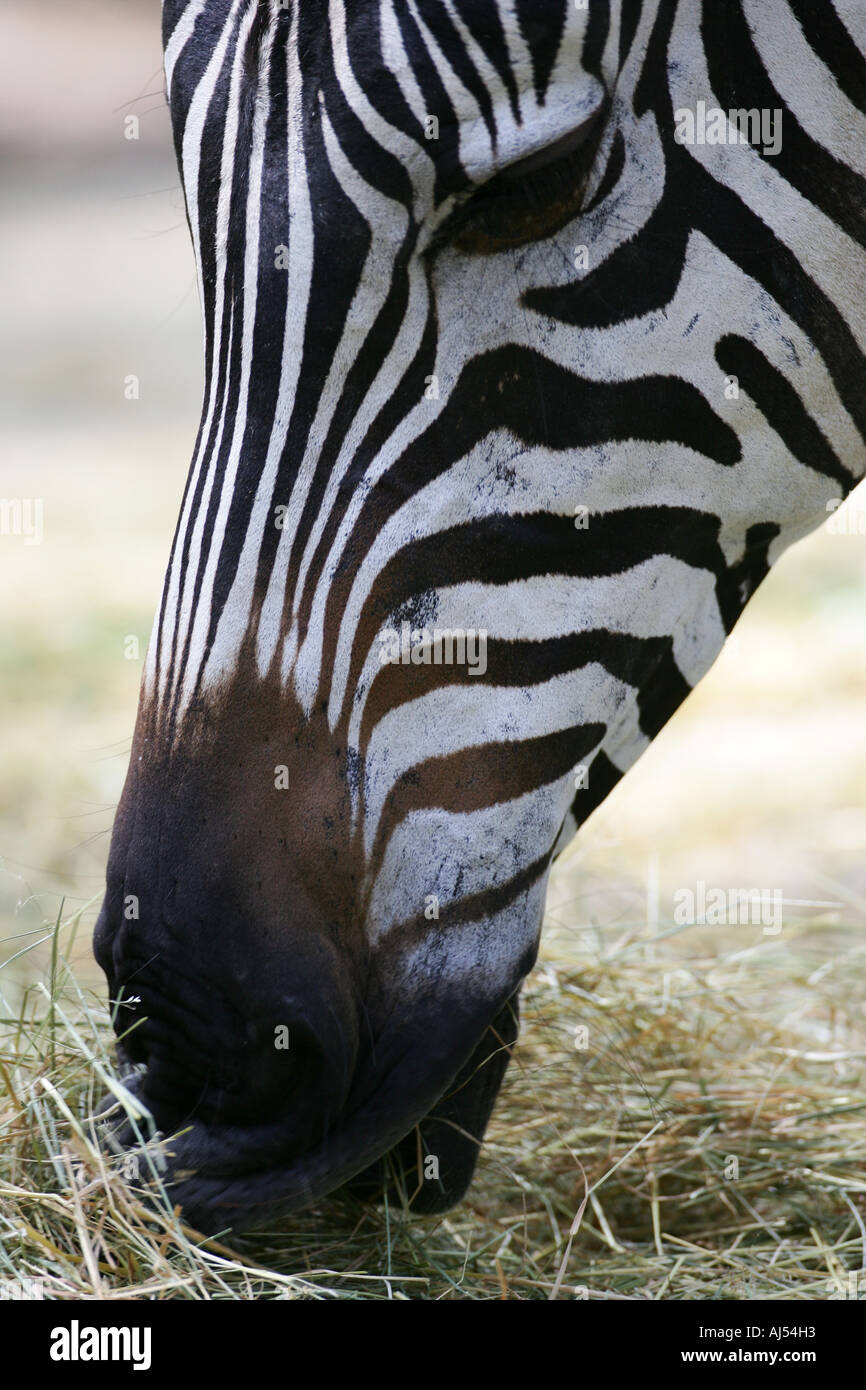 Zebra Eating Hay High Resolution Stock Photography and Images - Alamy