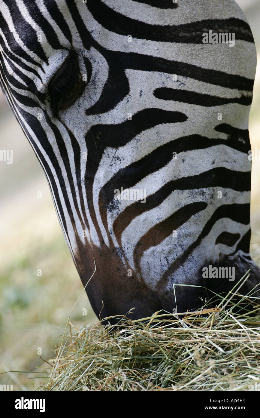 Zebra eating hay hi-res stock photography and images - Alamy