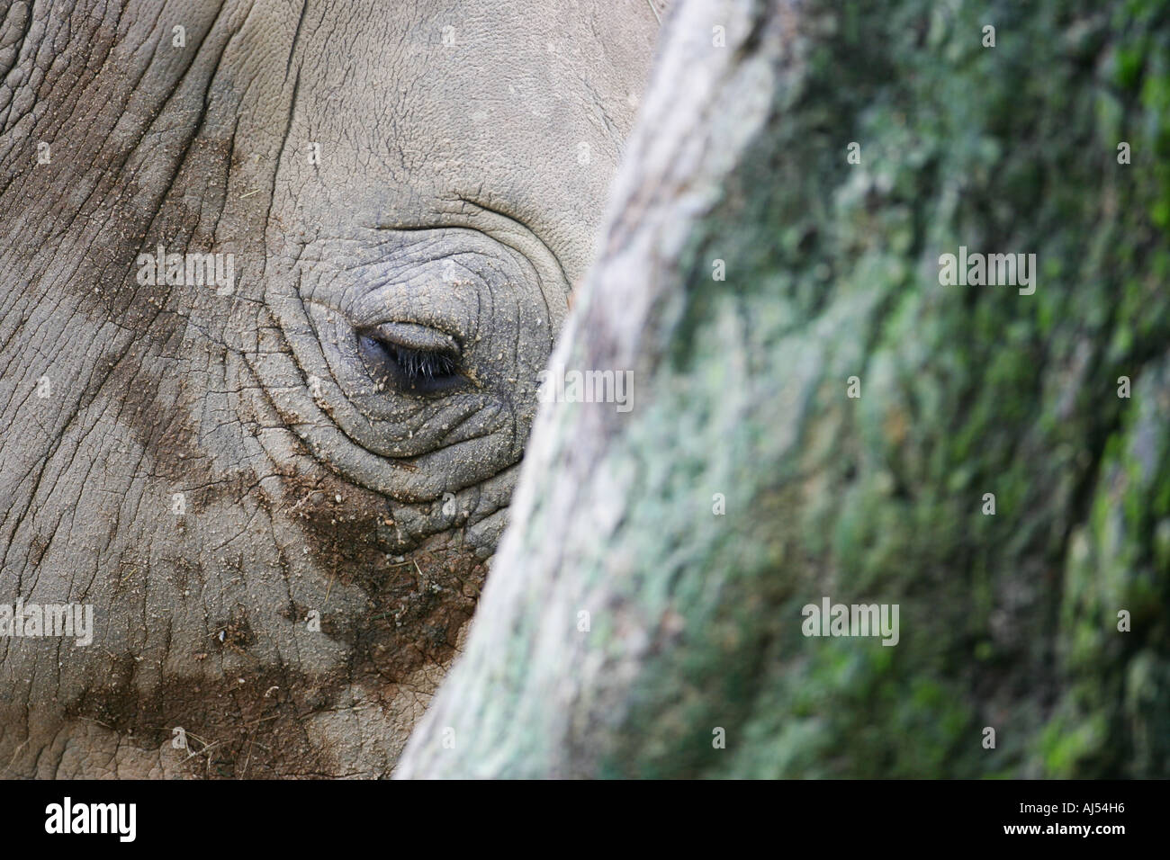 White Rhino behind a tree Stock Photo - Alamy