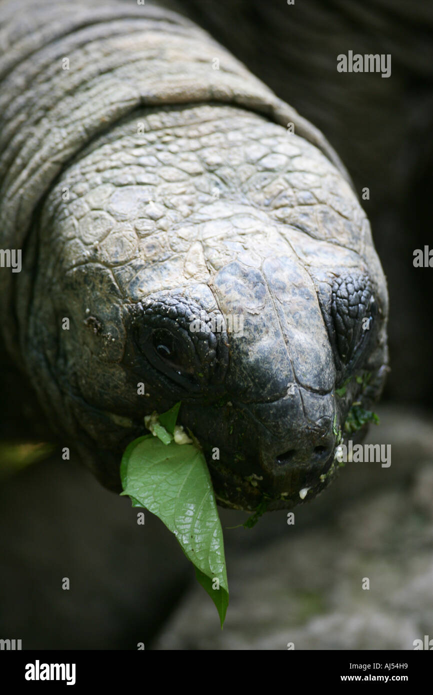 A Giant Turtle Stock Photo - Alamy