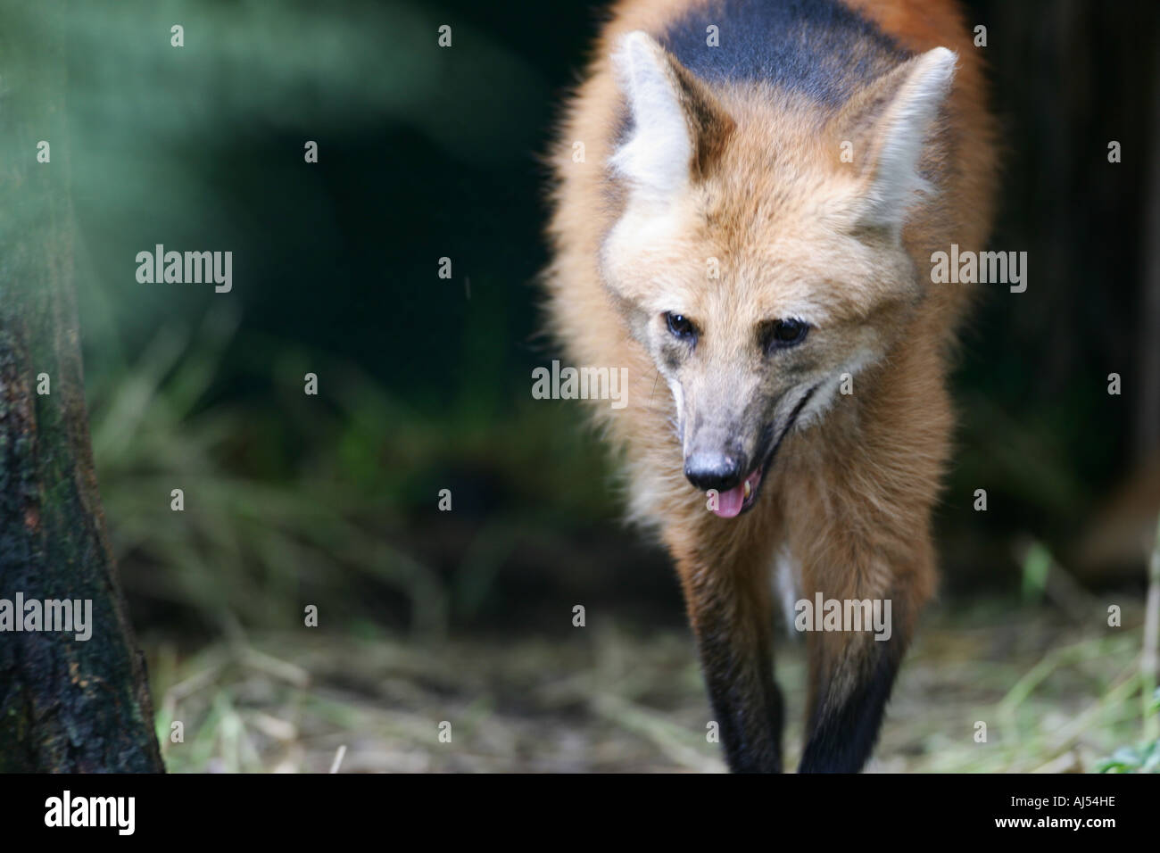 A Maned wolf Stock Photo - Alamy