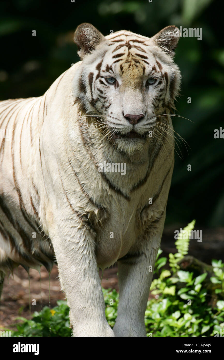 White Bengal Tiger Stock Photo - Alamy