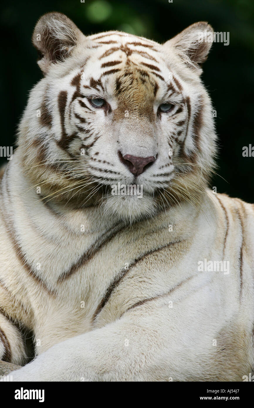 White Bengal Tiger Stock Photo - Alamy