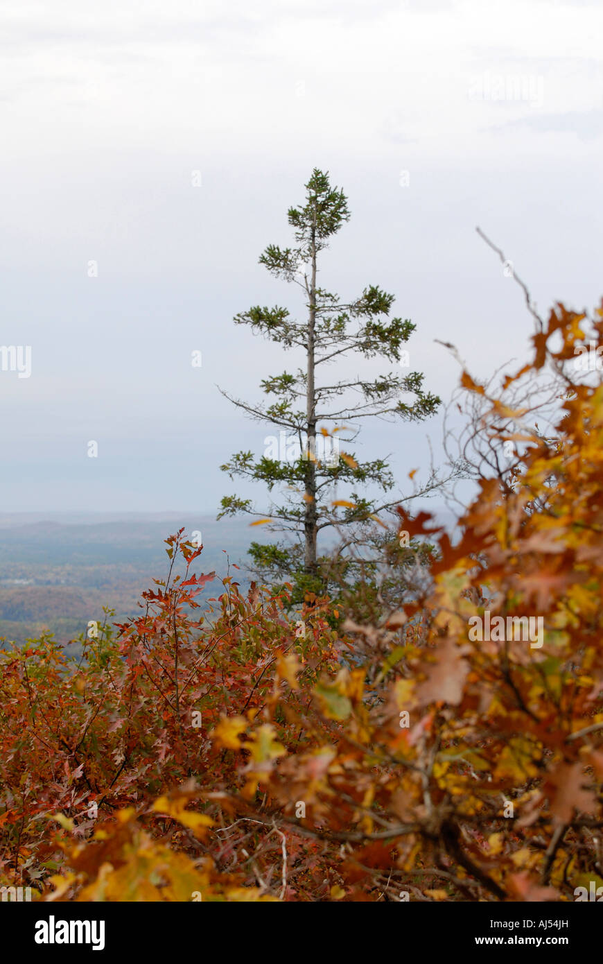 Scrawny pine tree hi-res stock photography and images - Alamy