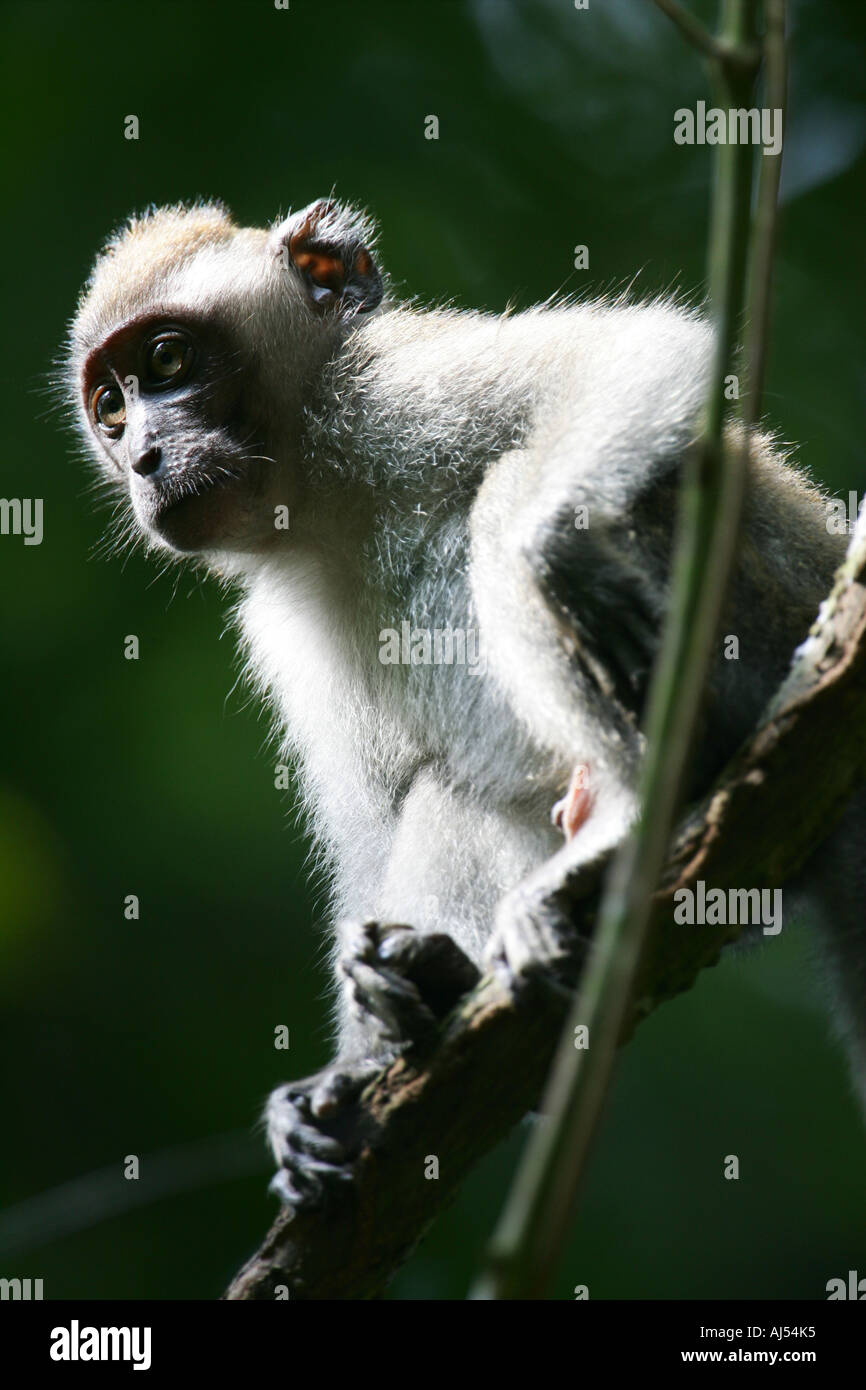 Monkey Pests High Resolution Stock Photography and Images - Alamy