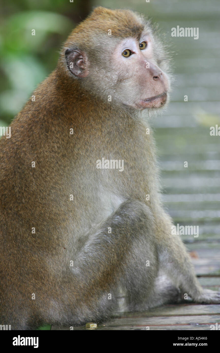 Monkey Pests High Resolution Stock Photography and Images - Alamy