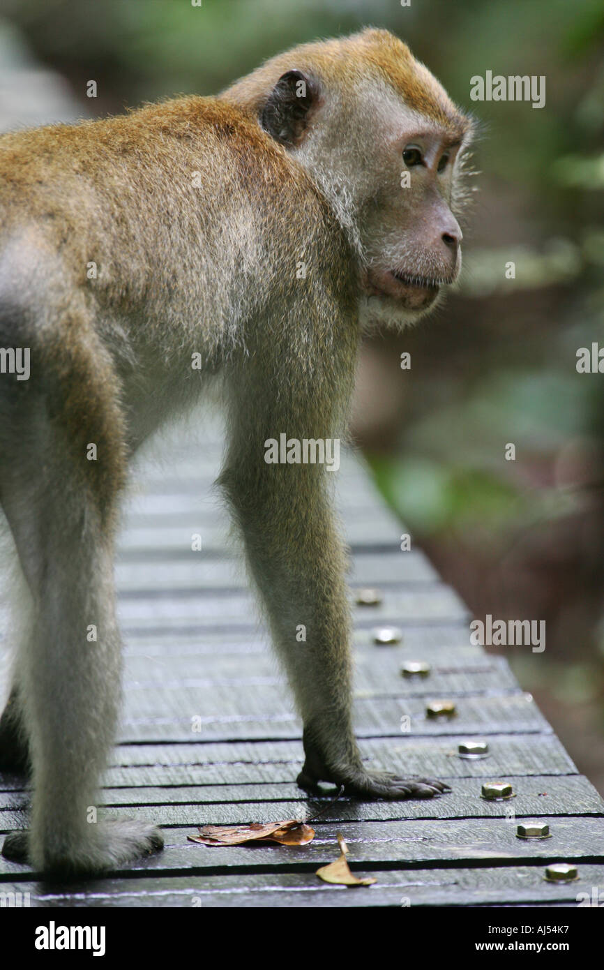 Monkey pests hi-res stock photography and images - Alamy