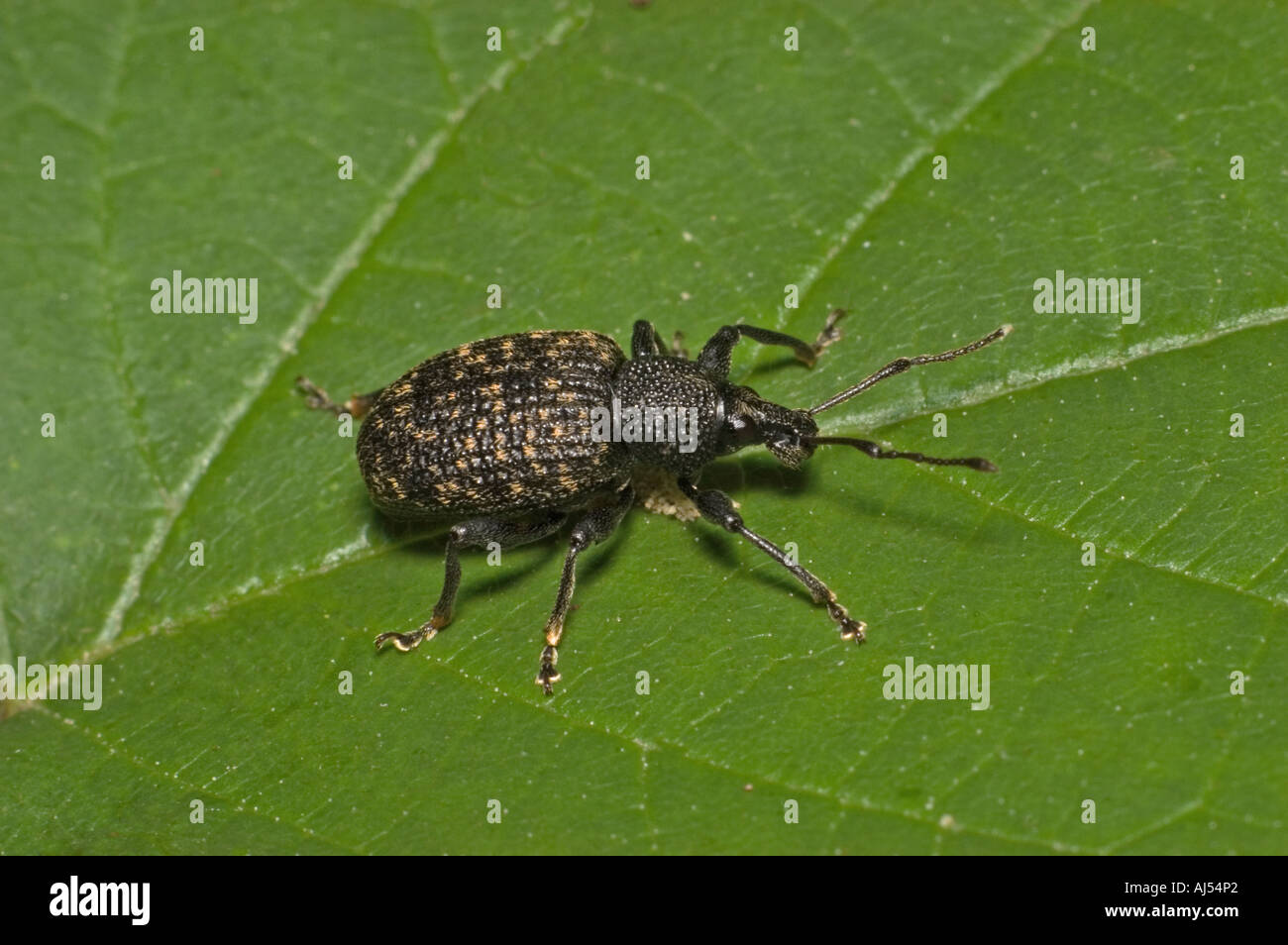 Vine Weevil Stock Photos & Vine Weevil Stock Images - Alamy