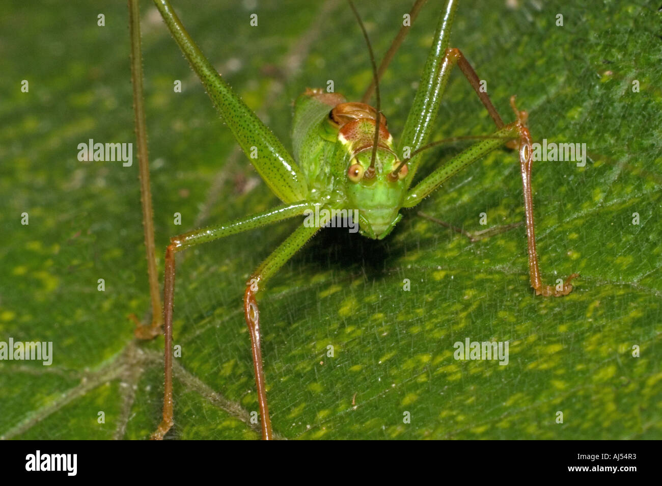 Speckled Bush Cricket, male (Leptophyes punctatissima) UK, Kent, July ...