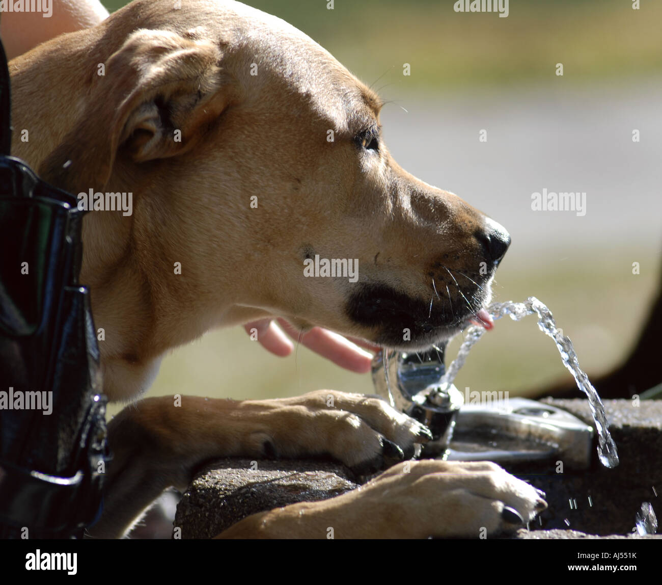 A Labrador Retriever drinks from a water fountain in a park in Chicago ...