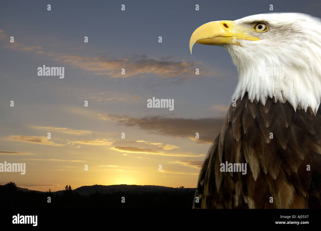 North American Bald Eagle Symbol of the USA Stock Photo - Alamy