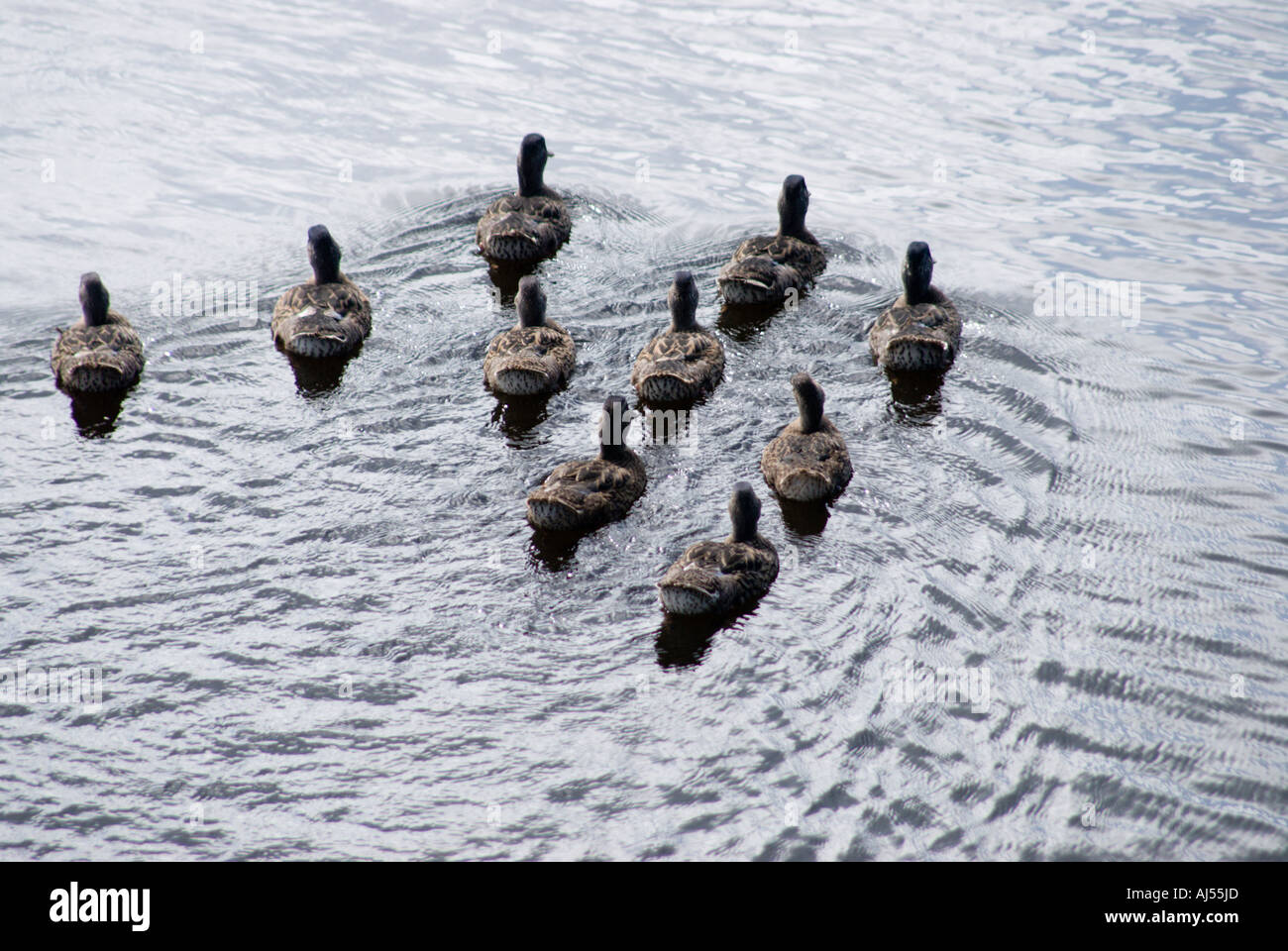 Ducks swimming in formation Oahu Hawaii Stock Photo - Alamy
