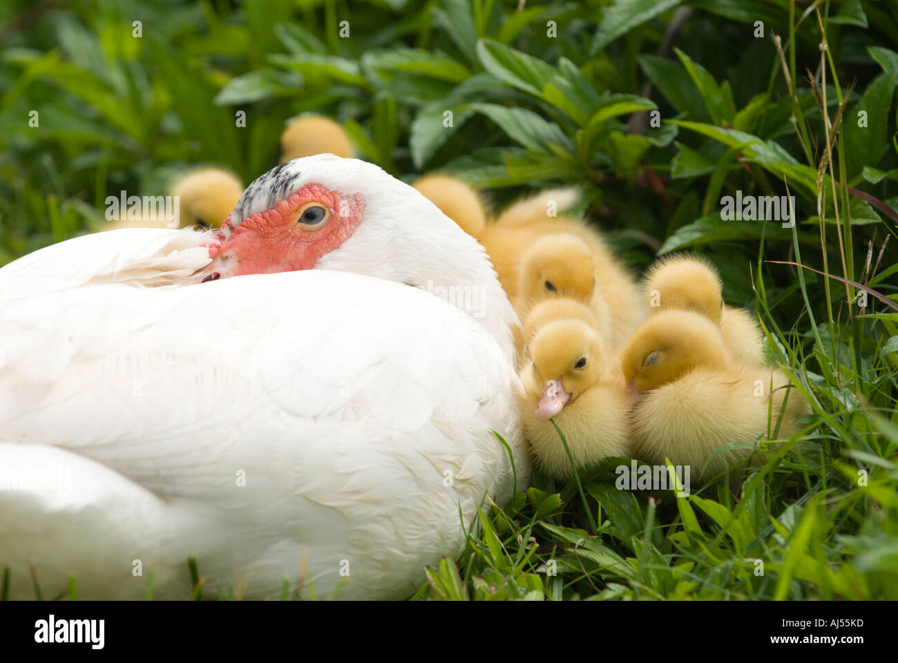 Mother duck with ducklings hi-res stock photography and images - Alamy