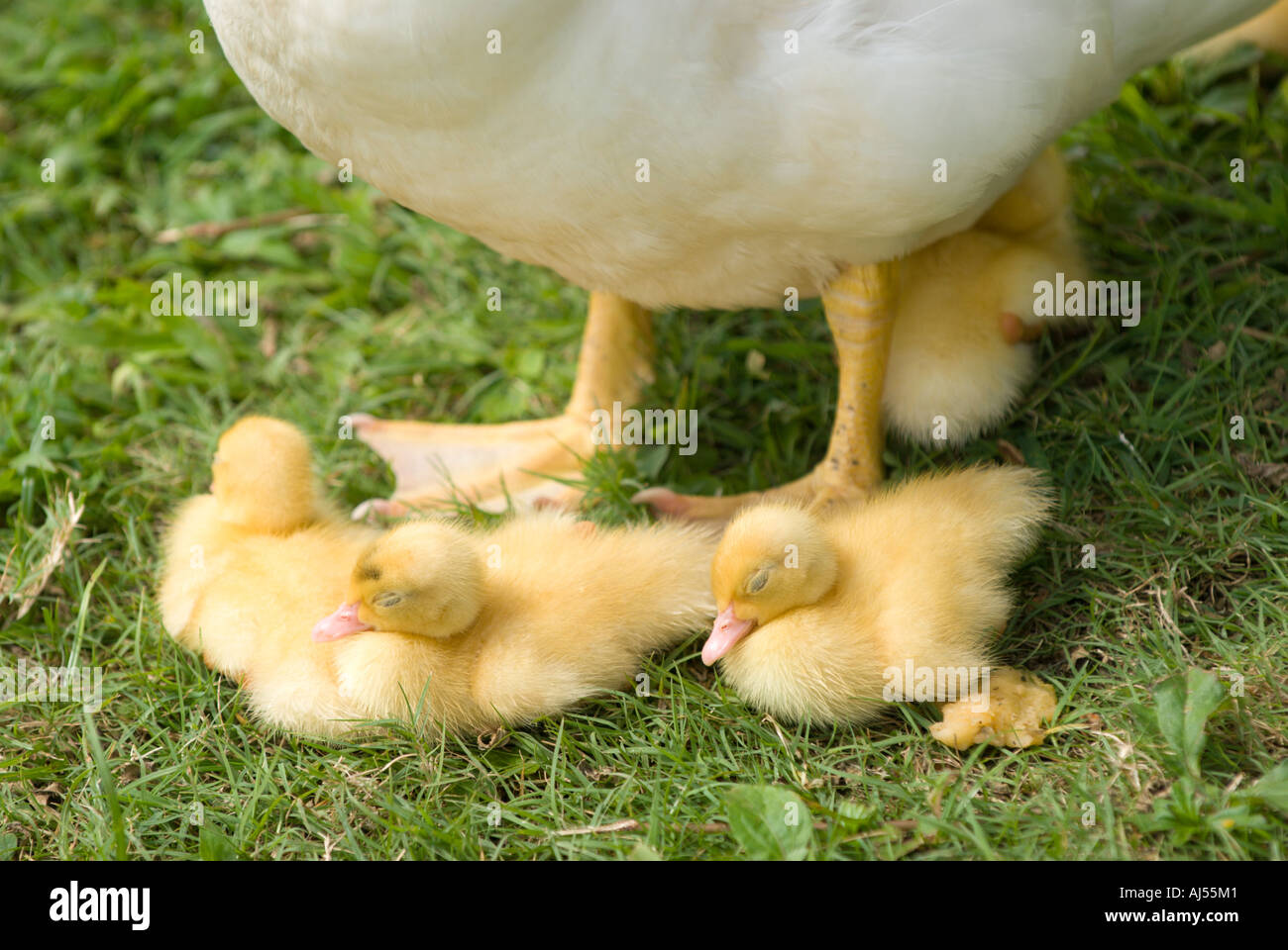 Ducks mother and young duck hi-res stock photography and images - Alamy