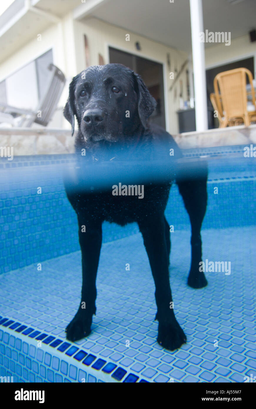 Black Labrador dog in swimming pool, Oahu, Hawaii Stock Photo - Alamy