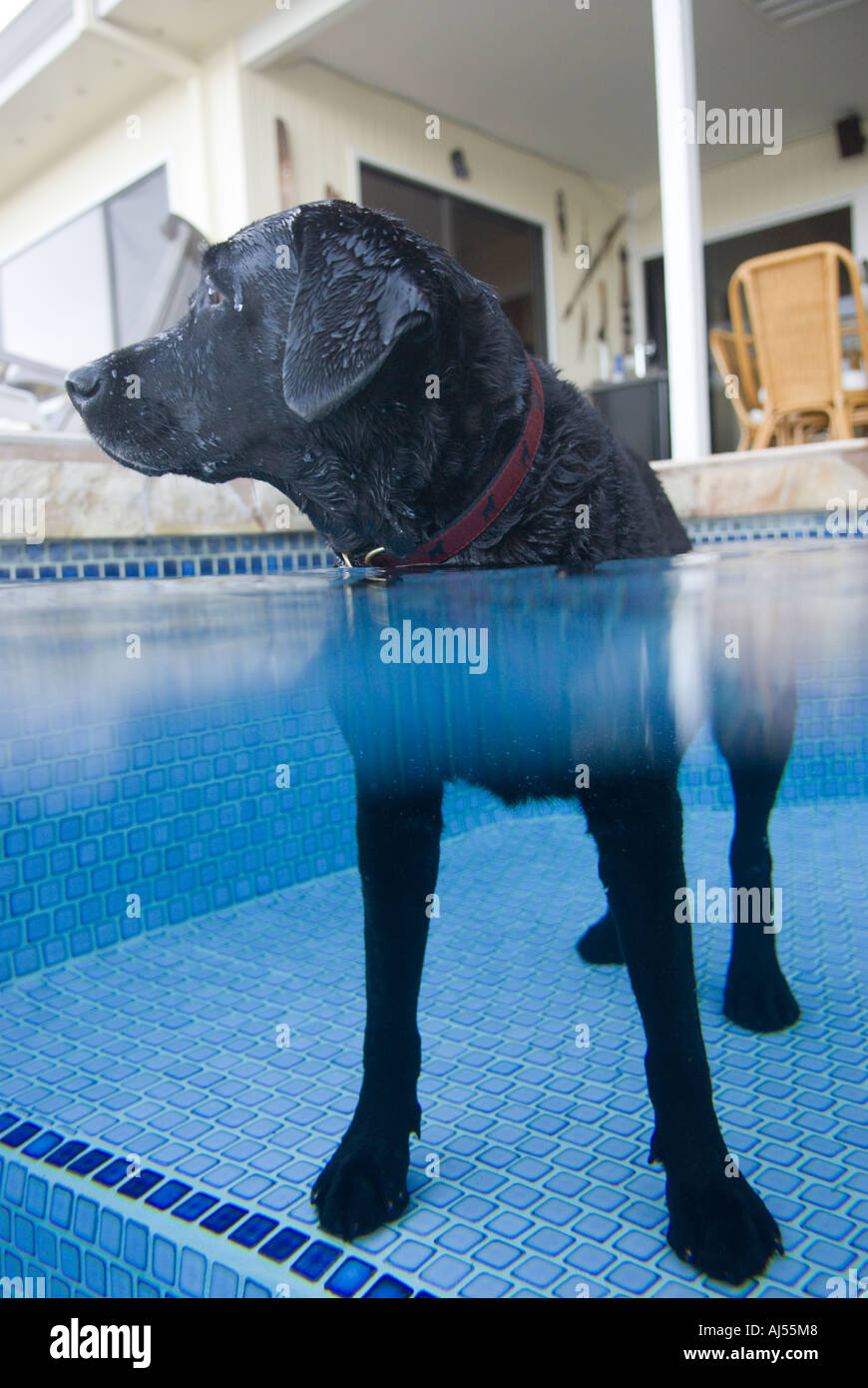 Black Labrador dog in swimming pool, Oahu, Hawaii Stock Photo - Alamy