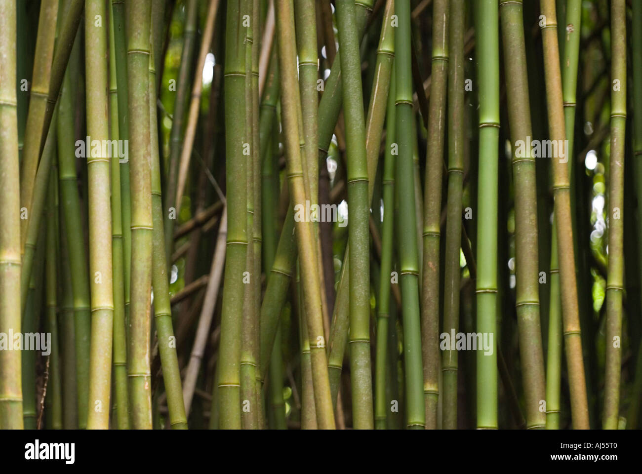 Bamboo, Queensland, Australia Stock Photo - Alamy