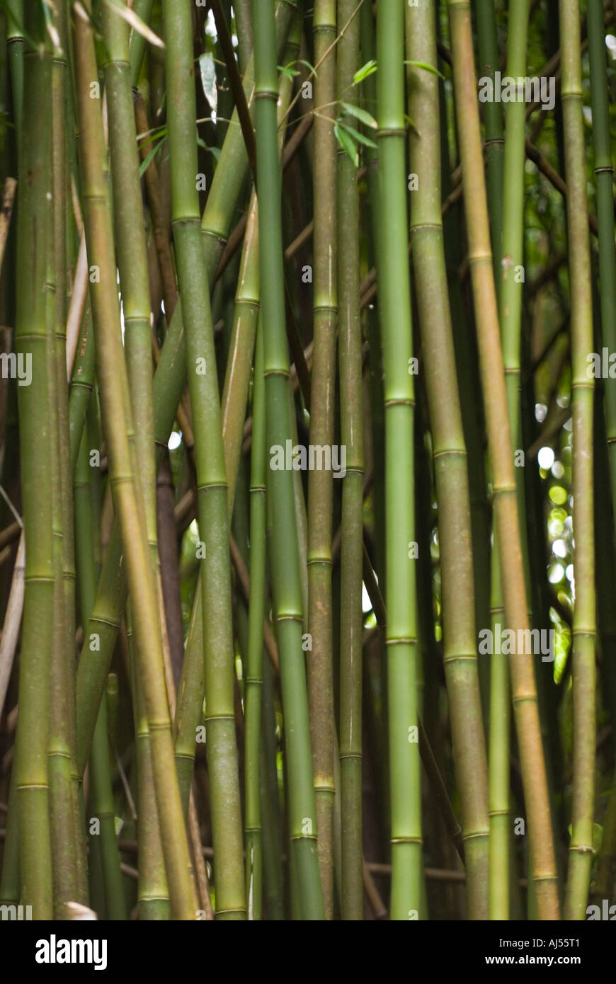 Bamboo, Queensland, Australia Stock Photo - Alamy