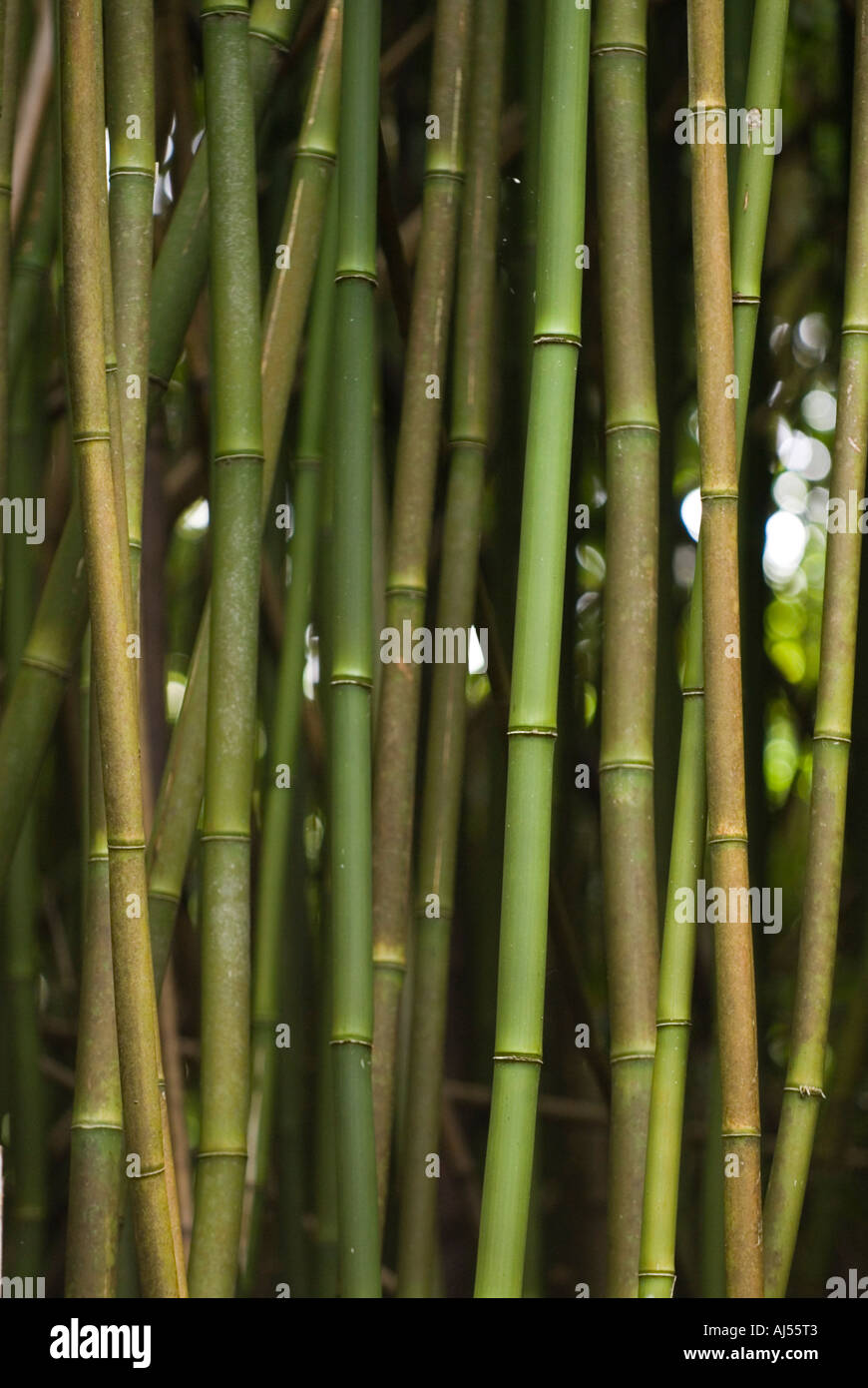 Bamboo, Queensland, Australia Stock Photo - Alamy