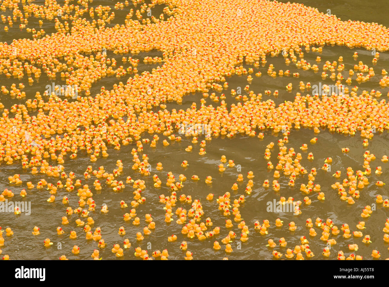Rubber duck race hawaii hi-res stock photography and images - Alamy