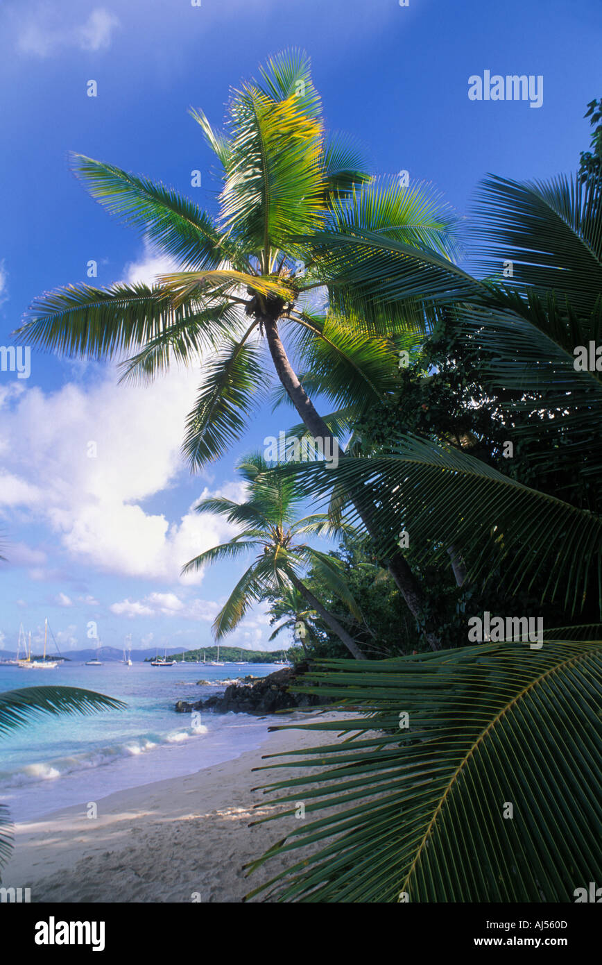 Palm trees on the beach on the caribbean island of St John in the US ...