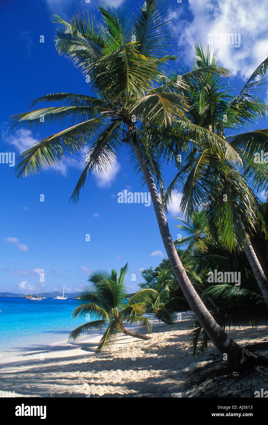 Palm trees on the beach on the caribbean island of St John in the US ...
