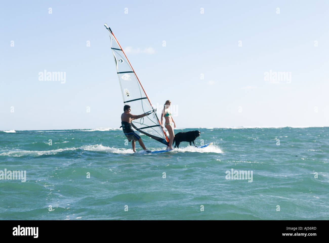 Couple & dog windsurfing together, Oahu, Hawaii Stock Photo - Alamy