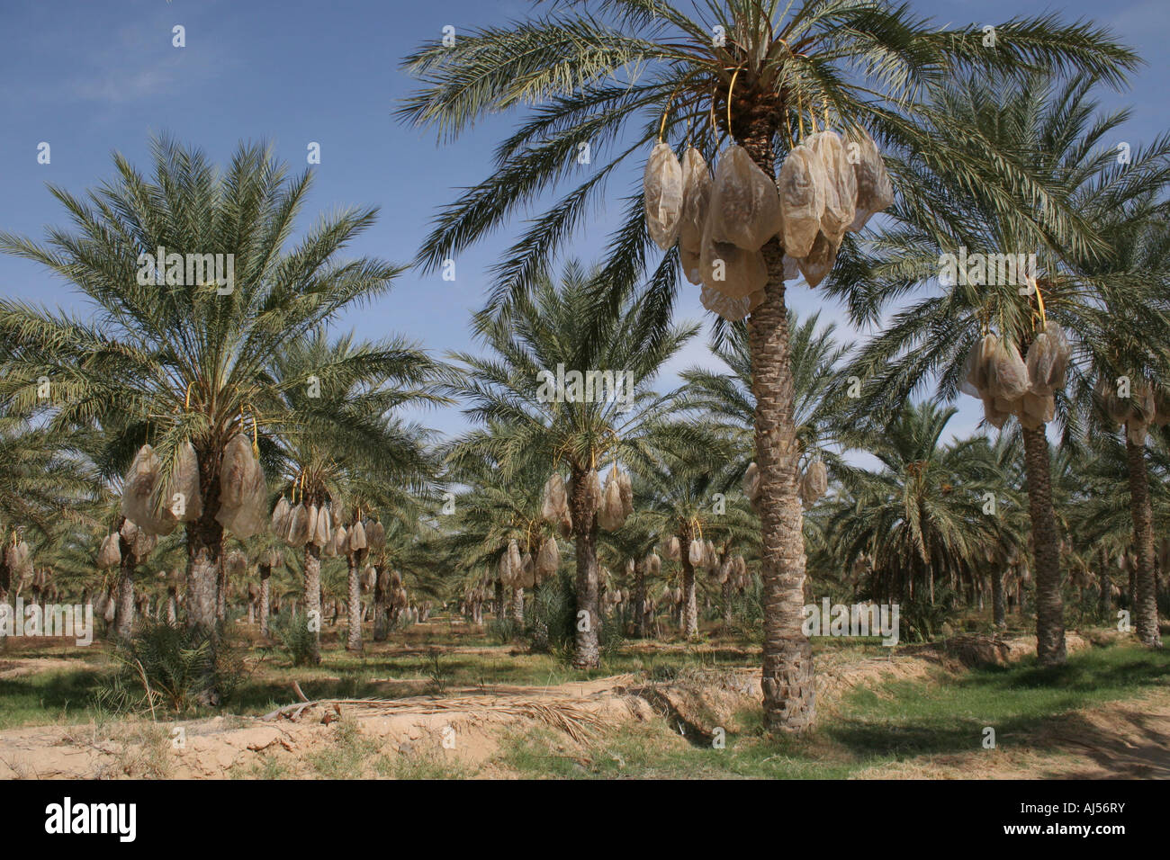 Palmeraie tozeur tozeur tunisia hi-res stock photography and images - Alamy