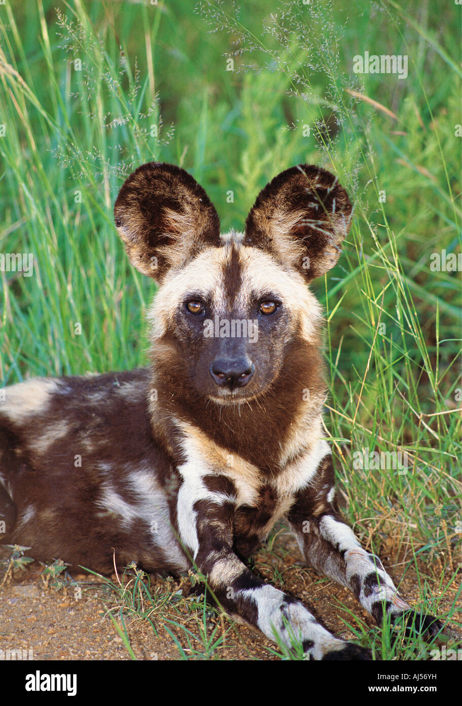Endangered African Cape Hunting Dog or Wild Dog in Kruger National Park ...