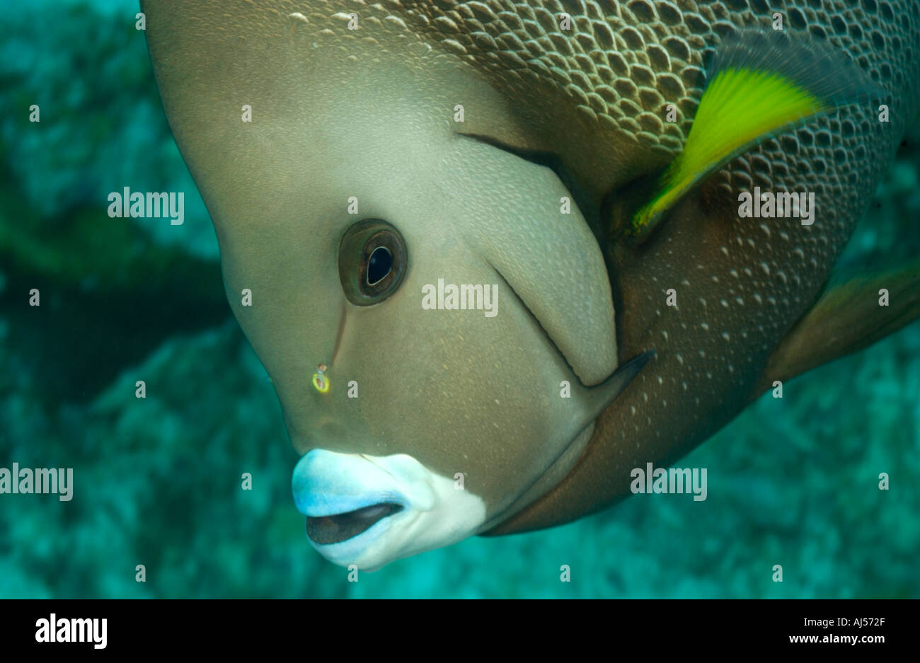 Gray angelfish at The Strip divesite near Bimini Bahamas Stock Photo ...
