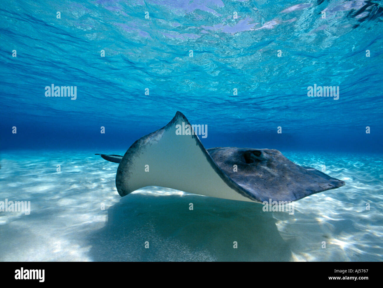 Grand Cayman Sandbar u w Stingray swims over shallow bottom Stock Photo ...
