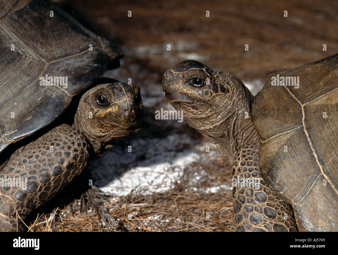 Seychelles Giant Tortoises Stock Photo - Alamy